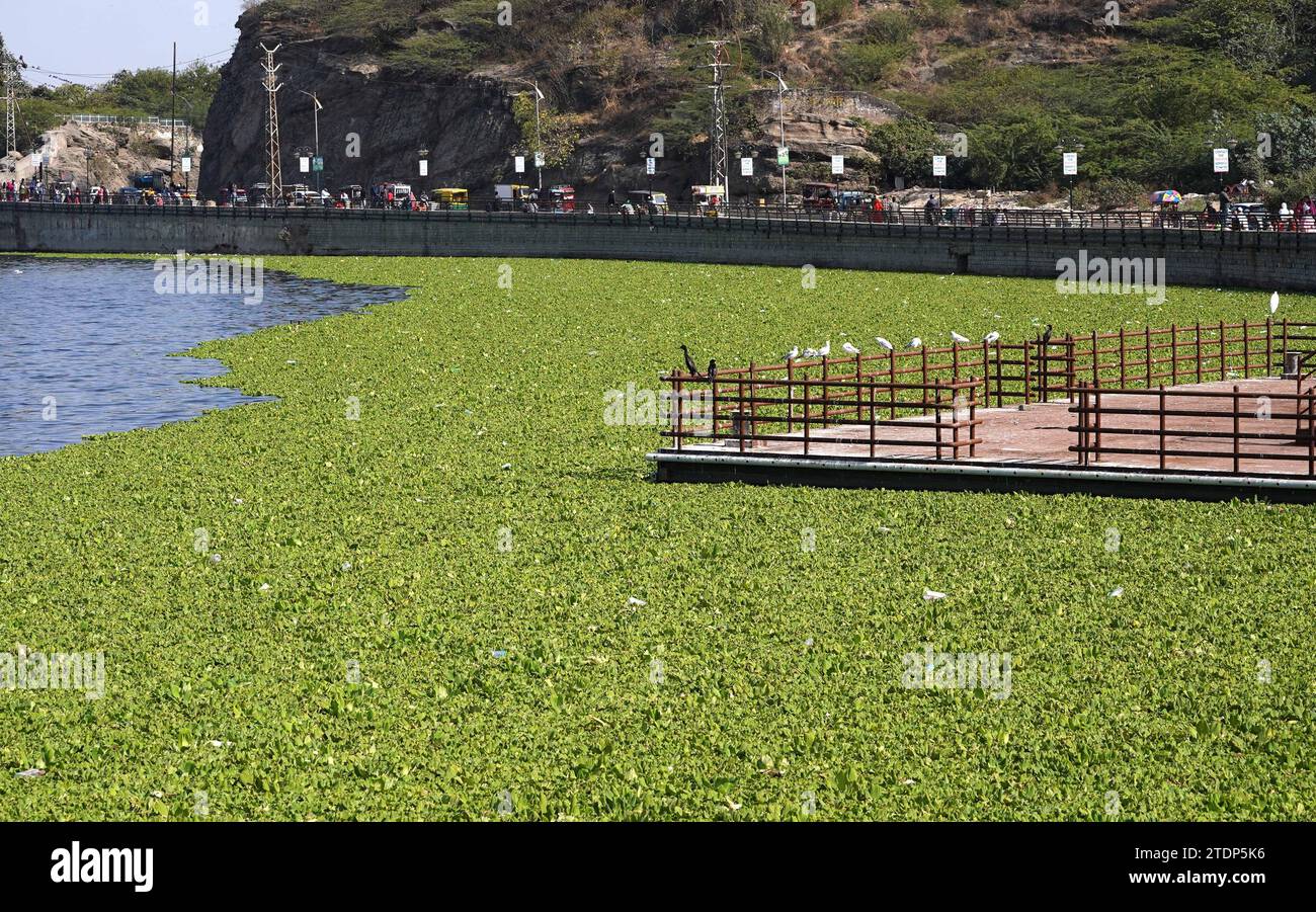 Ajmer, India. 19th Dec, 2023. Water Hyacinth Spred inside the Anasagar ...