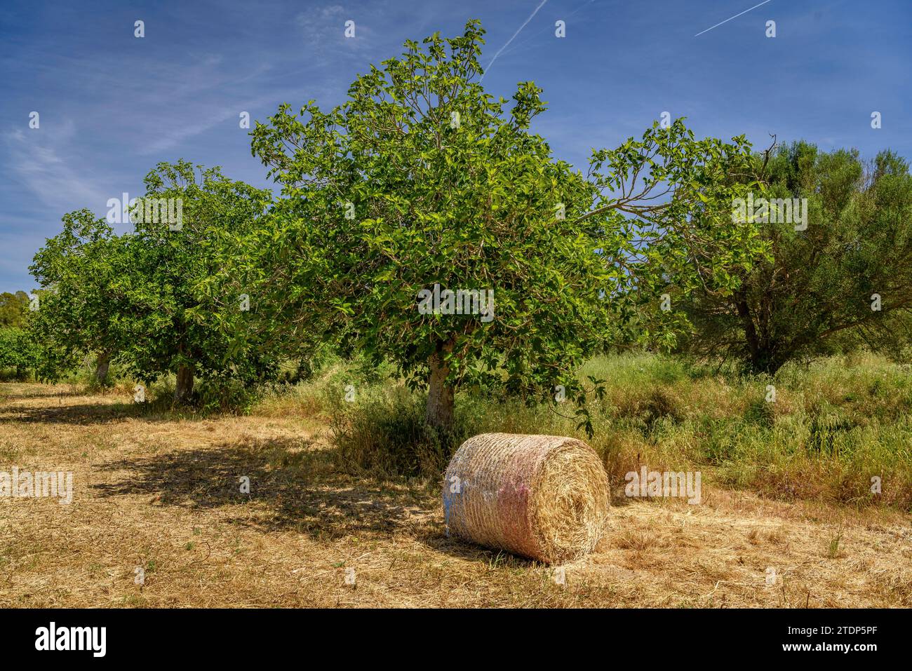 A carob tree (Ceratonia siliqua) next to a mown field and a bale of ...