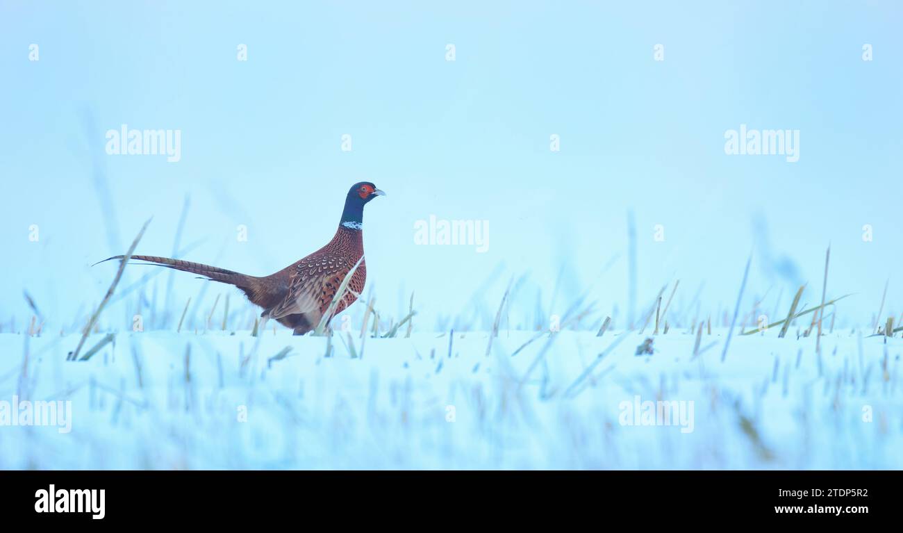 Common Pheasant Phasianus colchicus running across a snowy field, the ...