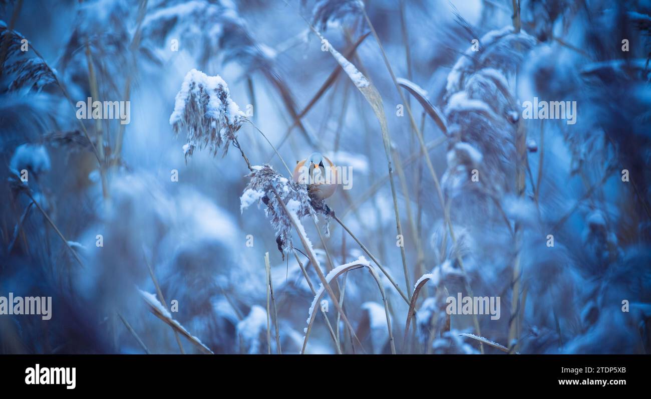 Bearded Parrotbill Panurus biarmicus on the grass, winter, sitting on a ...