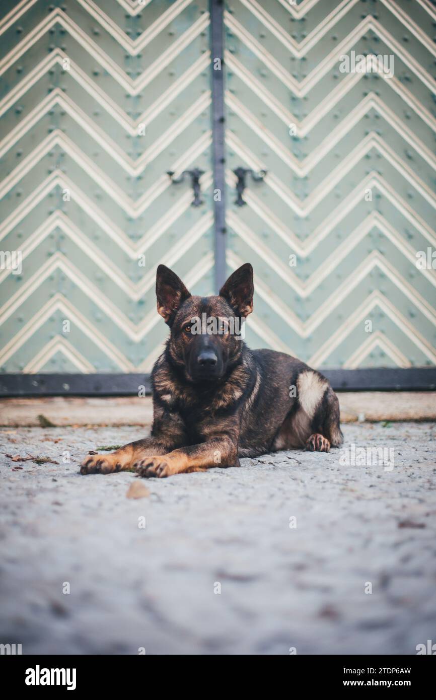 Working line German Shepherd Dog (Alsatian) in the historic town of ...