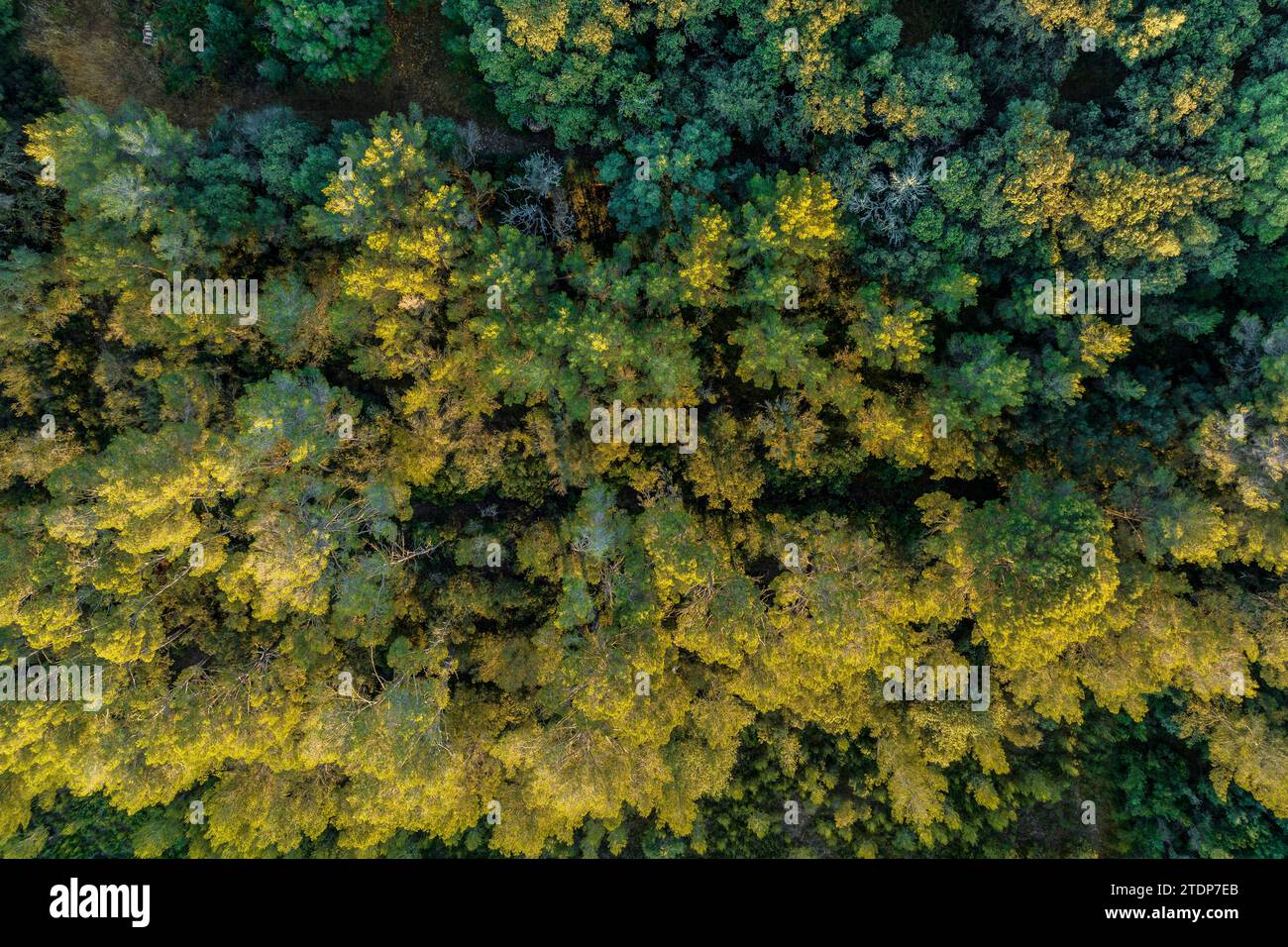 Vista al bosque hi-res stock photography and images - Alamy