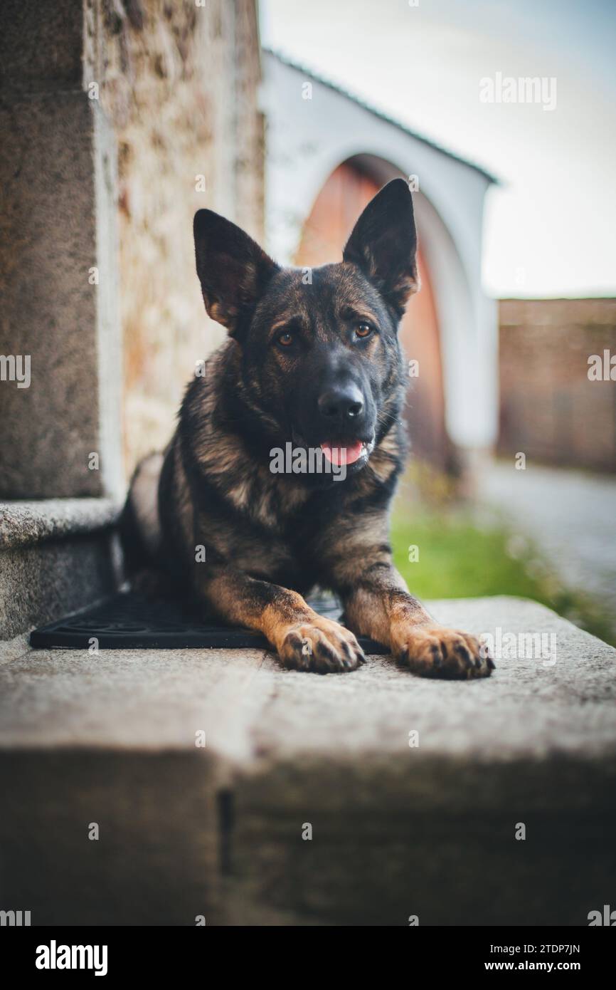 Working line German Shepherd Dog (Alsatian) in the historic town of ...