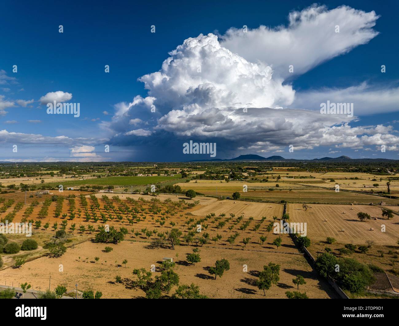 Arbre de verger de majorque hi-res stock photography and images - Alamy