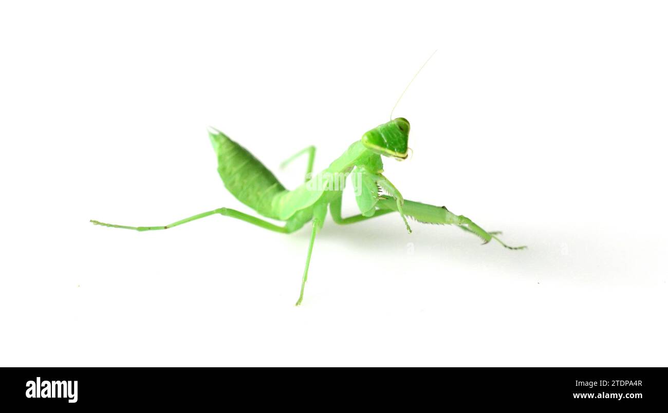 Mantis praying leaf Cut Out Stock Images & Pictures - Alamy