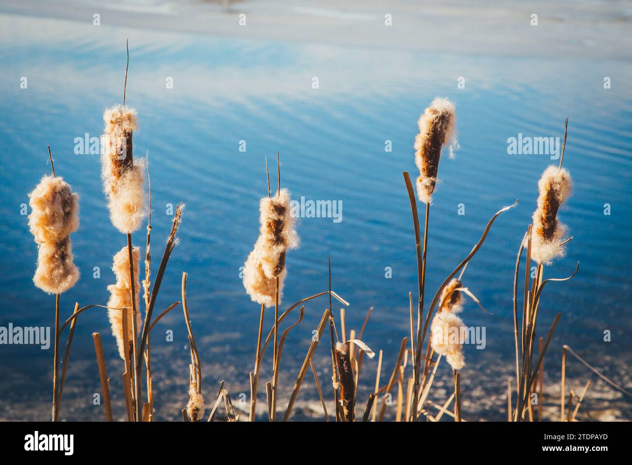 Reeds at the Reinprechtsteich, a small carp pond near Weitra ...