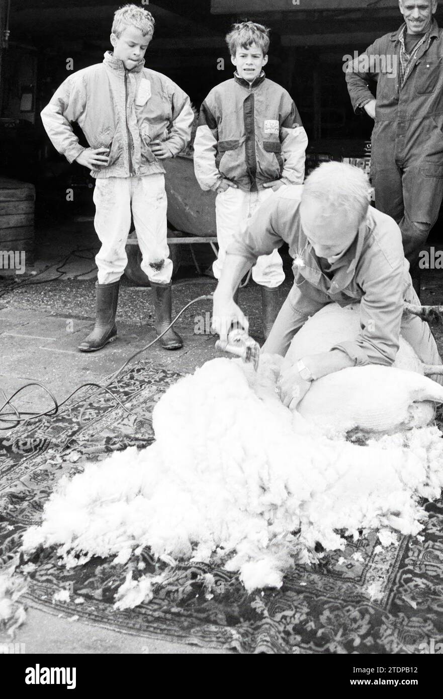Sheep shearer harry van schie hi-res stock photography and images - Alamy