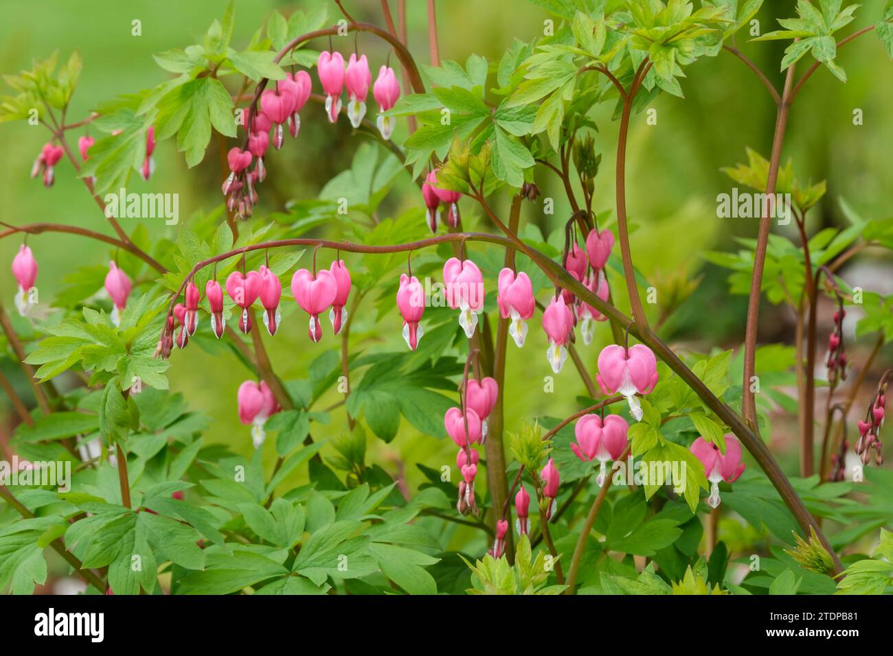 Lamprocapnos spectabilis, bleeding heart, Asian bleeding-heart, Heart ...