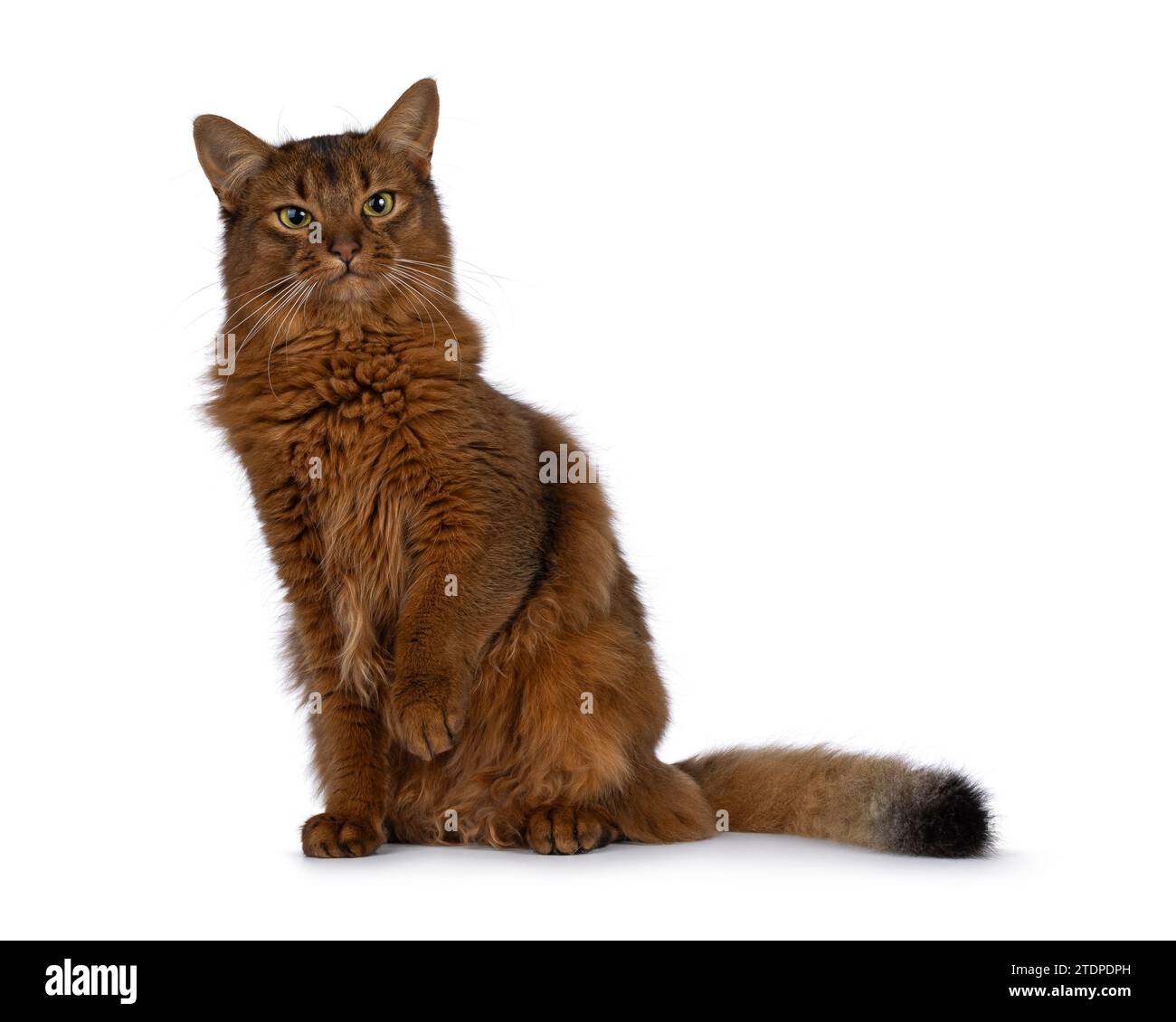 Beautiful young adult Somali cat, sitting up side ways. One paw ...