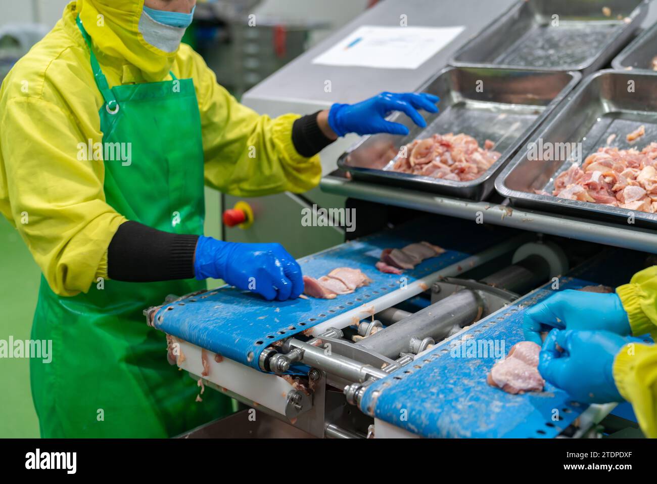 Worker pick up chicken tenderloin on conveyor auto cutting machine to ...