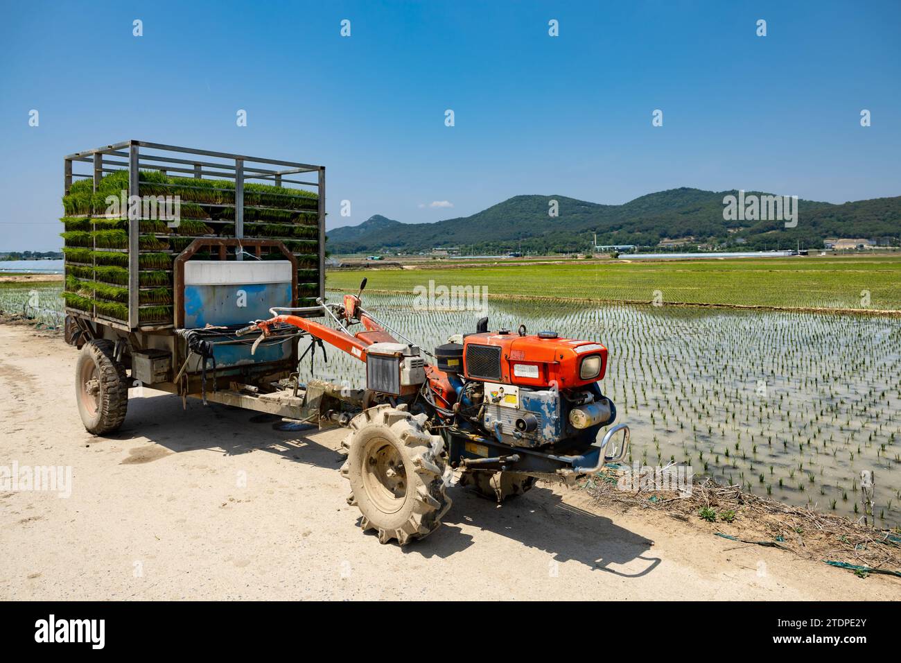Rural landscape in Korea - the beginning of rice farming, rice planting ...