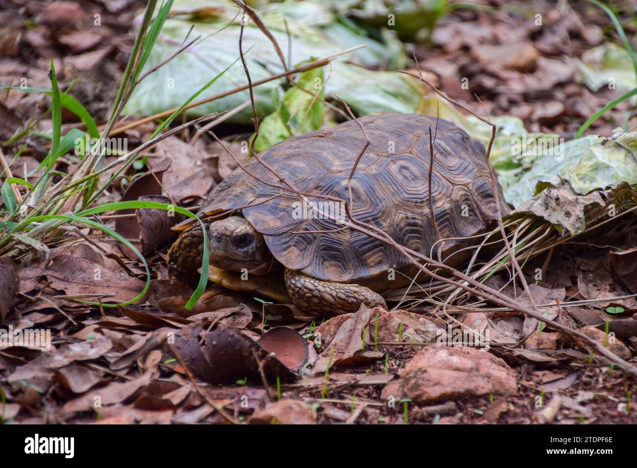 Hinge-back tortoise in a nature reserve in Zimbabwe. Credit: Vuk Valcic ...