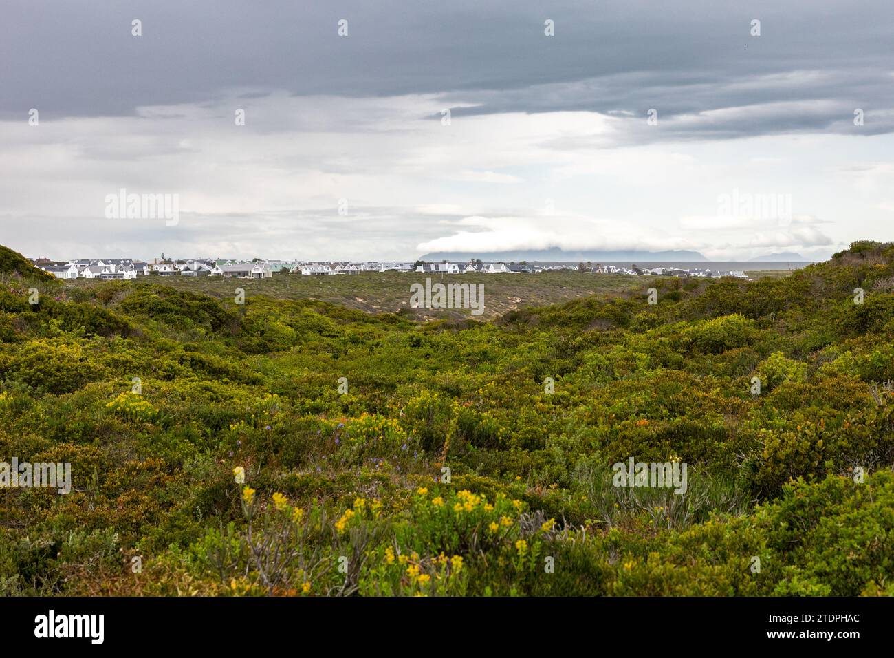 Flowers bloom in the fynbos at Grotto Bay on the west coast of South ...