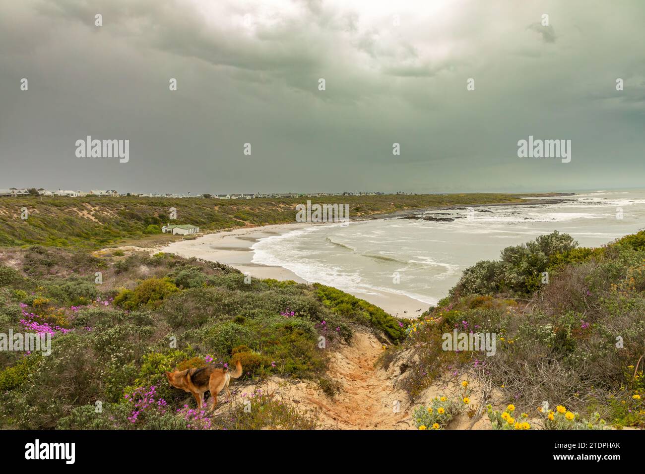 Flowers bloom in the fynbos at Grotto Bay on the west coast of South ...