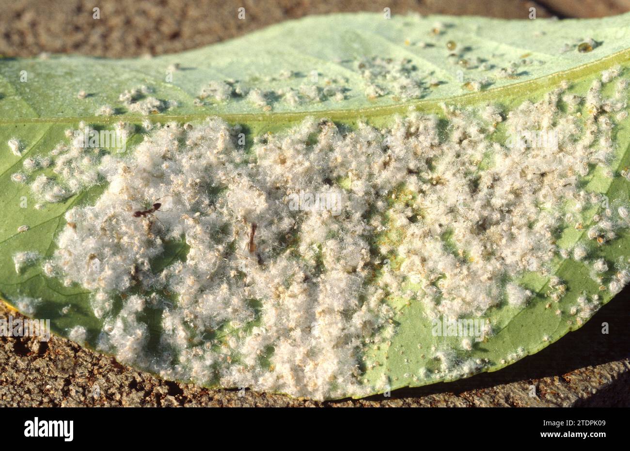 Mosca blanca algodonosa hi-res stock photography and images - Alamy