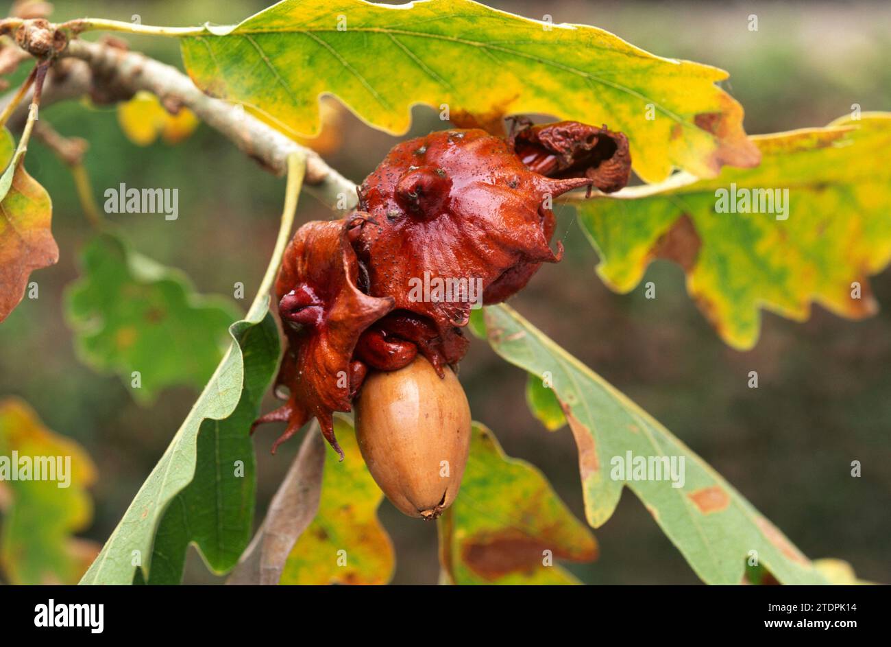 Oak gall produced by the parasite insect Andricus viscosus in the oak ...