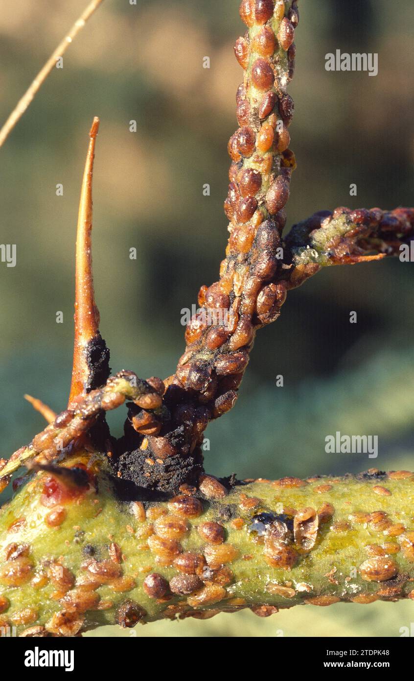 Red scale (Aonidiella aurantii) is a parasite insect native to China ...