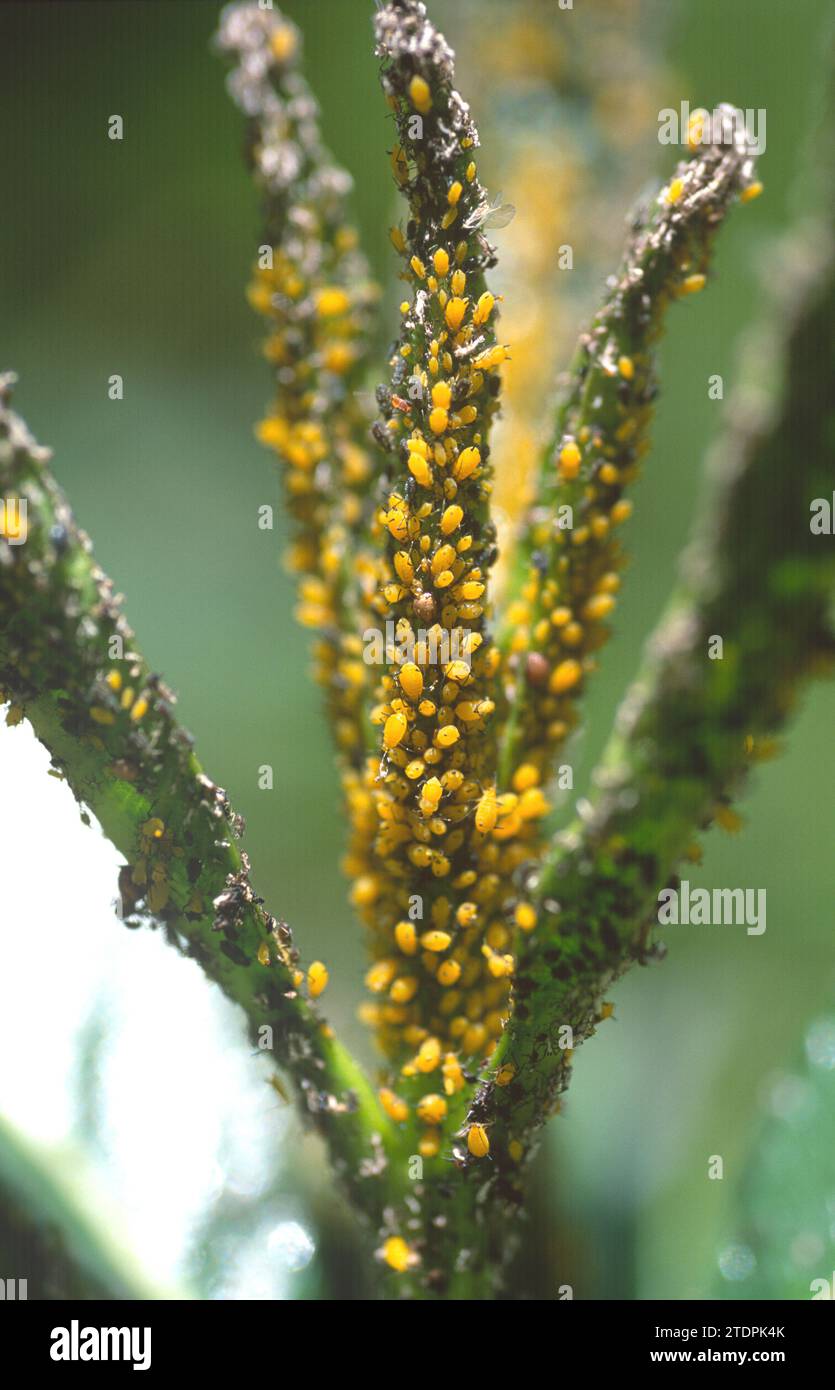 Pulgon de la adelfa hi-res stock photography and images - Alamy