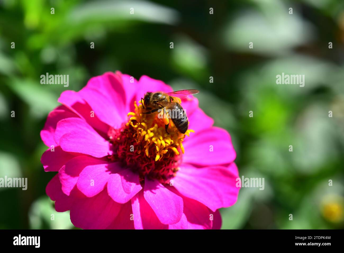 Abeja melifera europea hi-res stock photography and images - Alamy