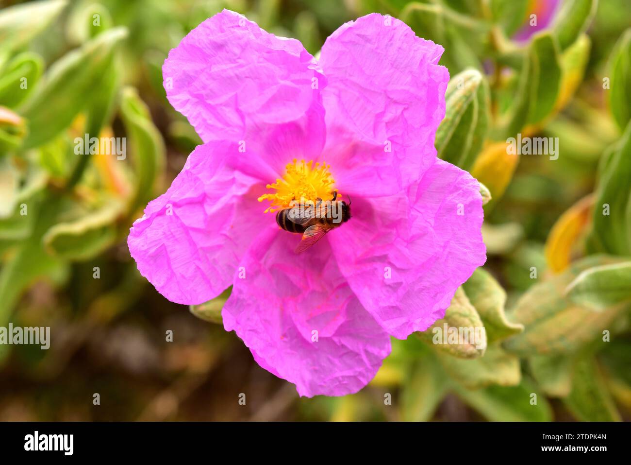 Abeja apis mellifera hi-res stock photography and images - Alamy