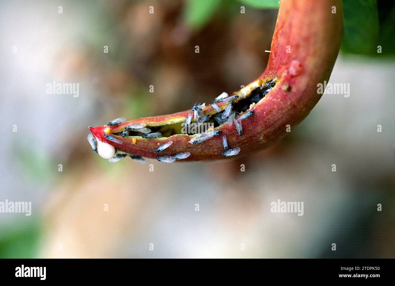 Terebinth gall produced by Baizongia pistaciae or Pemphigus ...