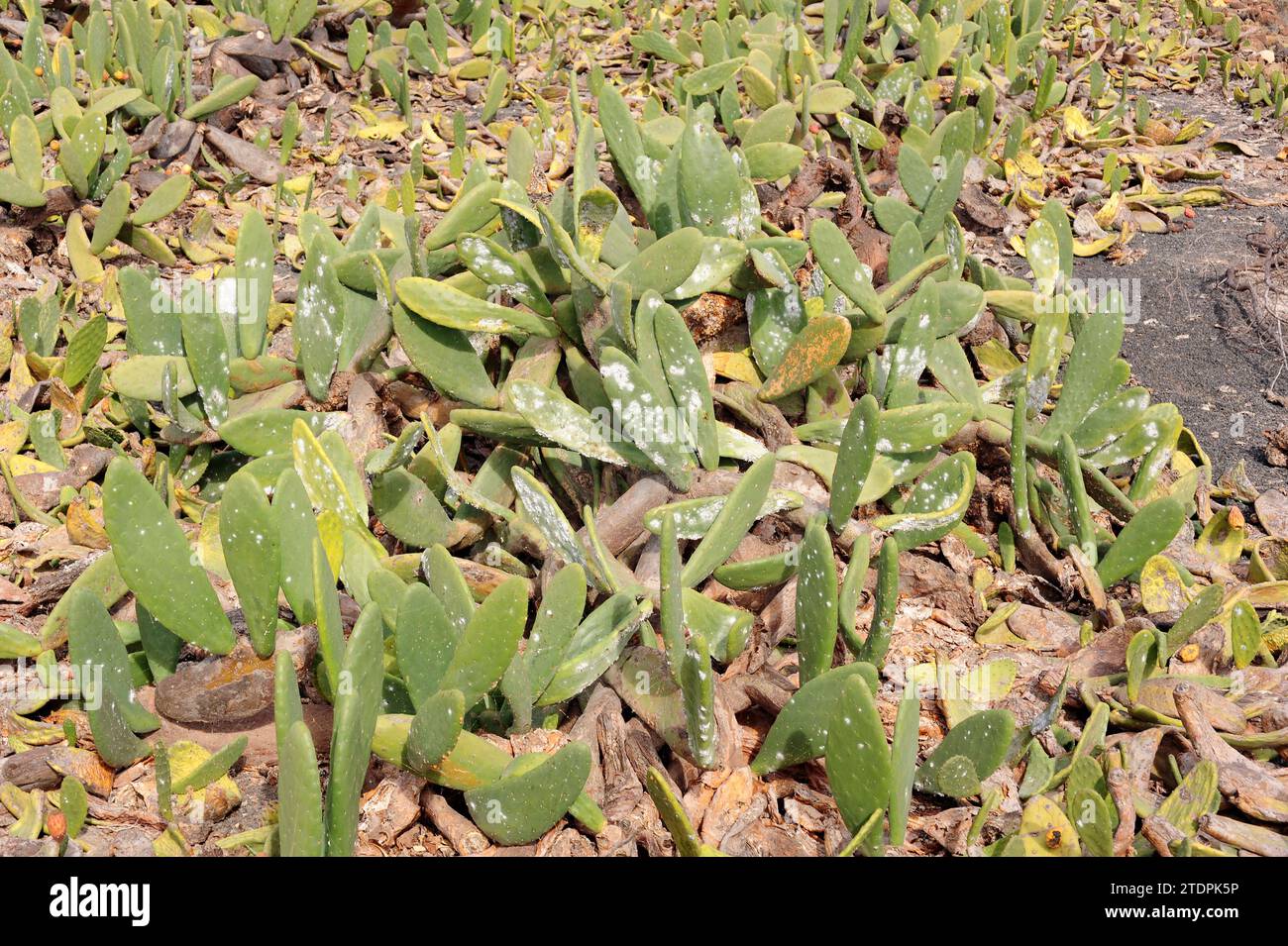 Cochineal (Dactylopius coccus) is an hemiptera insect that which dye ...