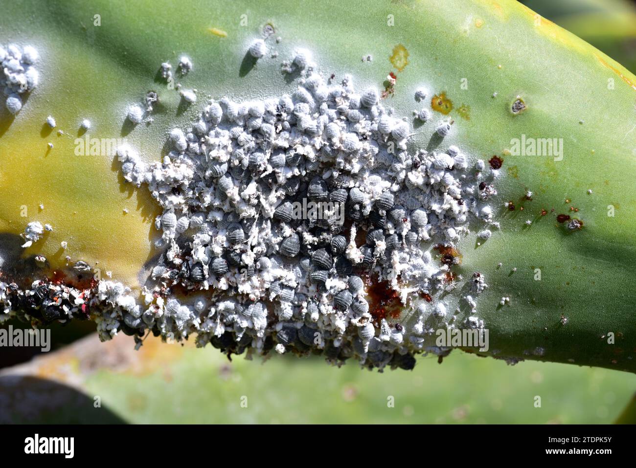 Cochineal (Dactylopius coccus) is an hemiptera insect that which dye ...
