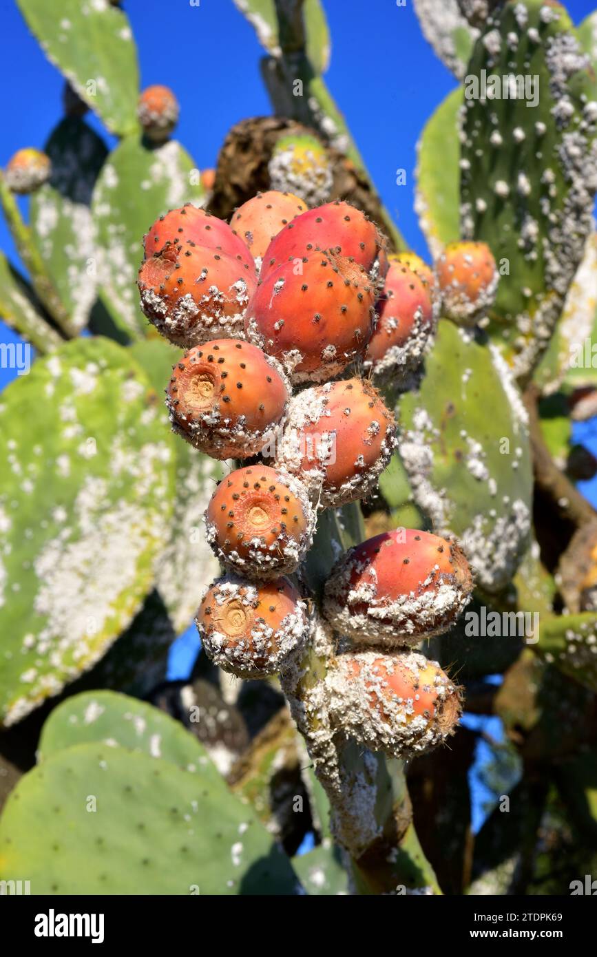 Cochineal (Dactylopius coccus) is an hemiptera insect that which dye ...
