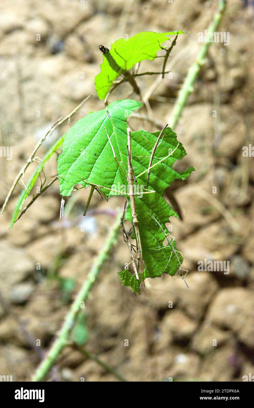 Stick insect (Diapherodes gigantea) is an herbivorous insect ative to ...