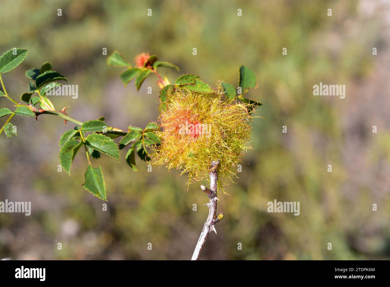 Rose bedeguar gall or moss gall is a gall produced by the hymenoptera ...