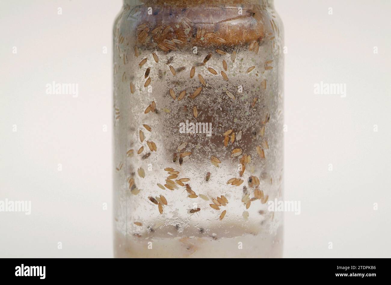 Fruit fly larvae hi-res stock photography and images - Alamy