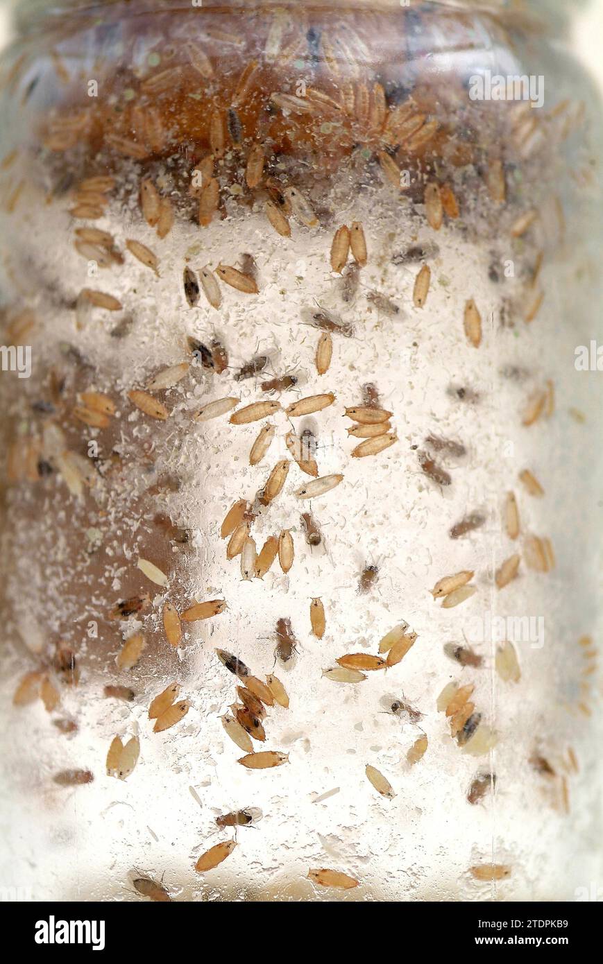 Fruit fly larva hi res stock photography and images Alamy