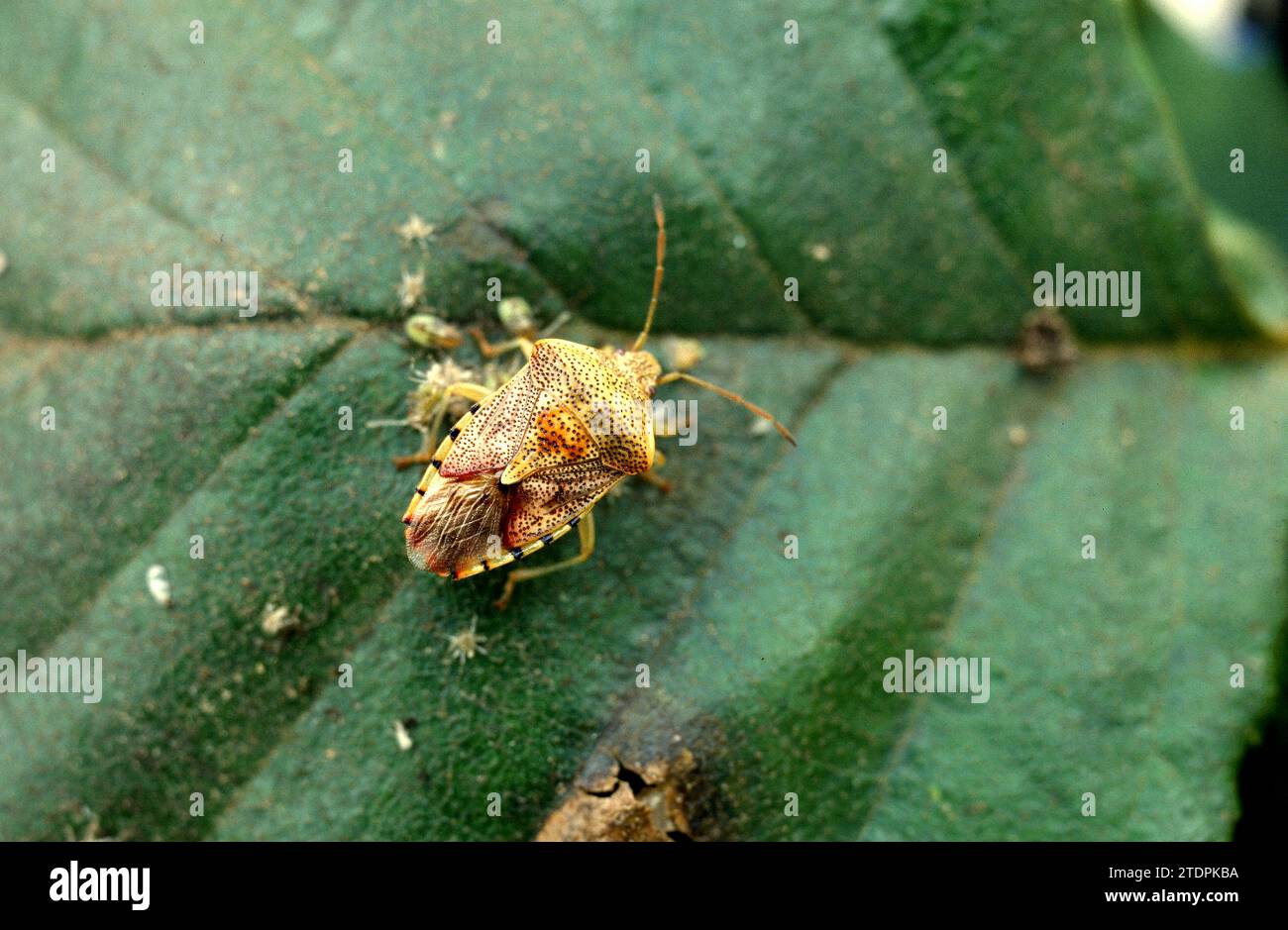Parent bug (Elasmucha grisea) is a shield bug native to Europe Stock ...