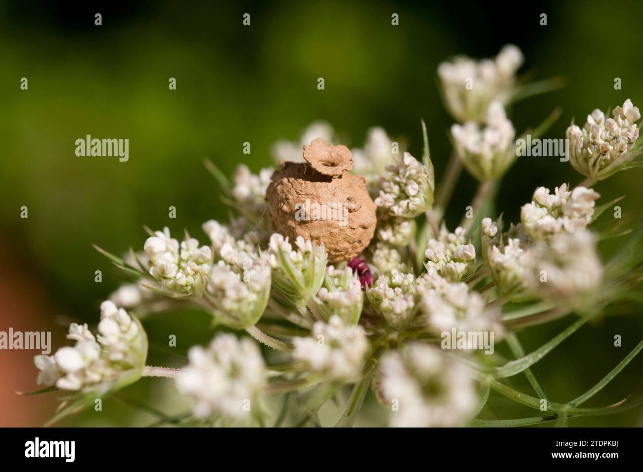 Potter wasp (Eumenes coarctatus) mud nest Stock Photo - Alamy