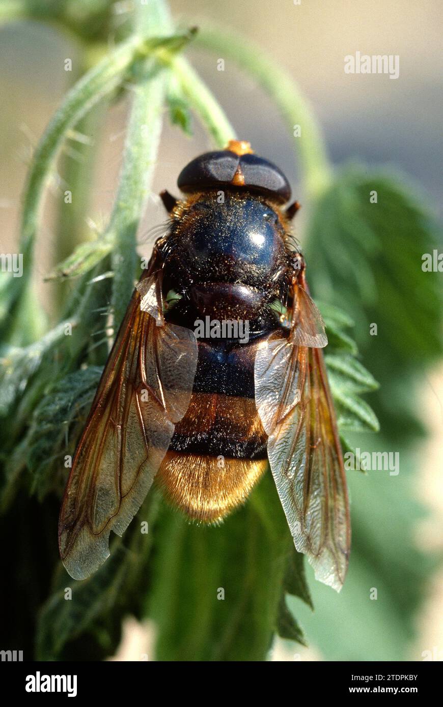 Hoverfly (Ferdinandea cuprea) is a flower fly native to Eurasia Stock ...