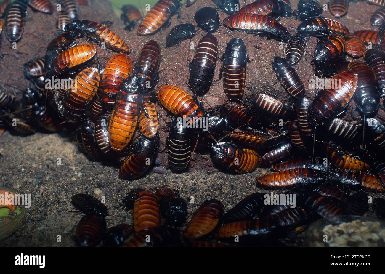 Madagascar hissing cockroach (Gromphadorhina portentosa) is a big ...
