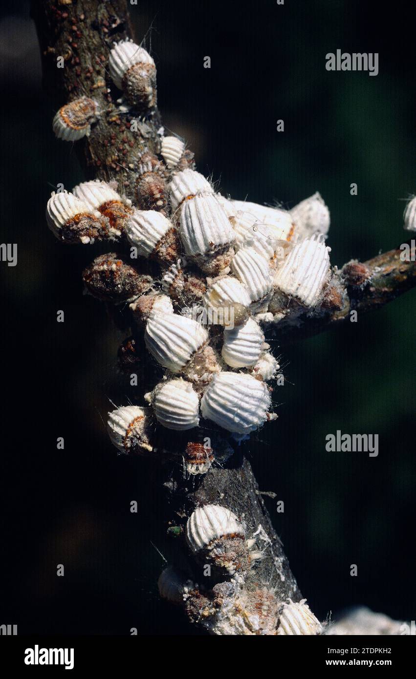 Cottony cushion scale (Icerya purchasi) is a parasitic insect native to ...