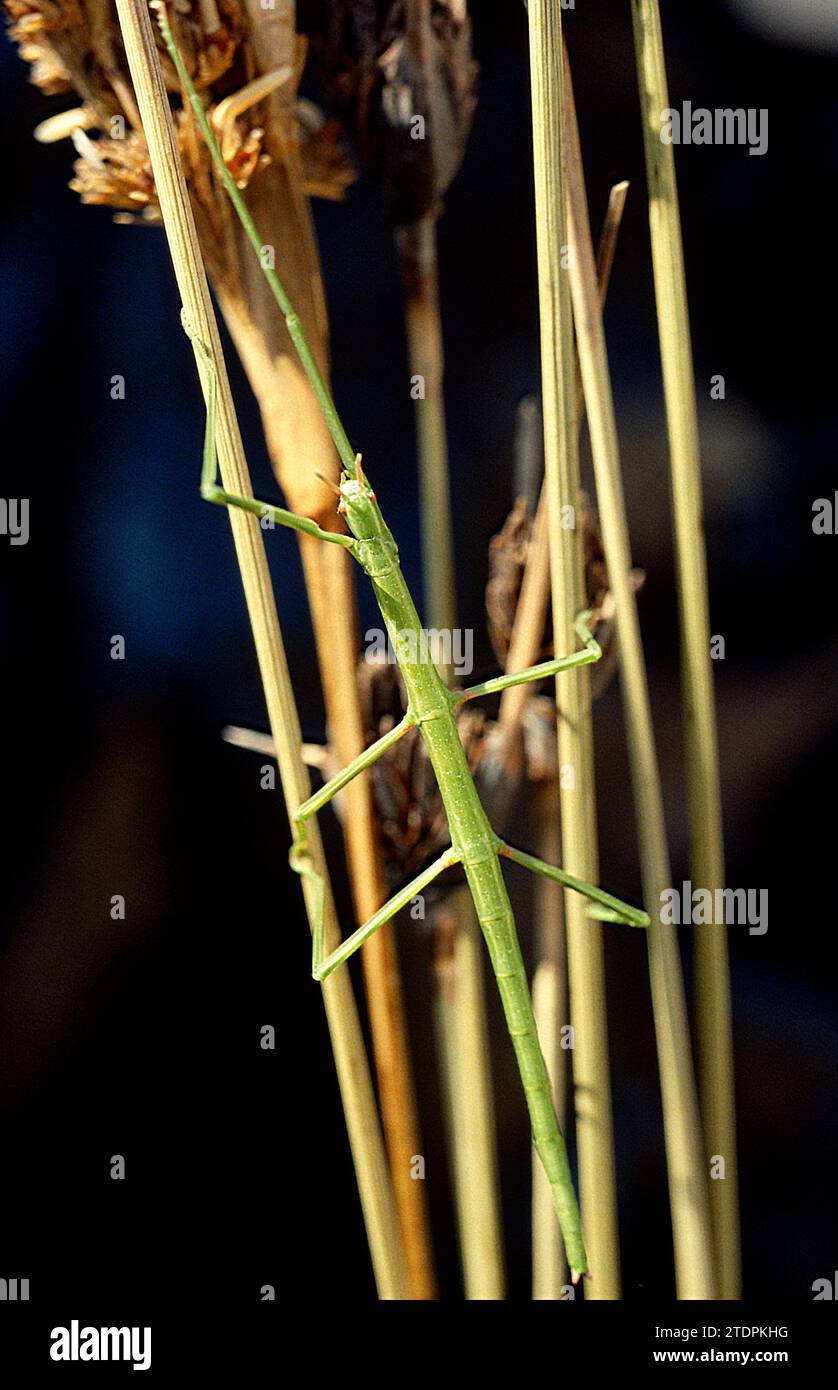 Spanish walkingstick hi-res stock photography and images - Alamy