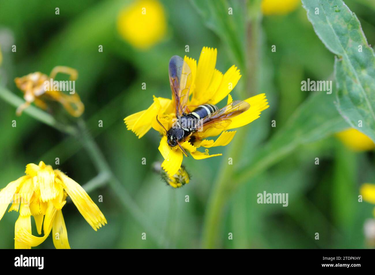 Macrophya rustica is a vespidae insect Stock Photo - Alamy