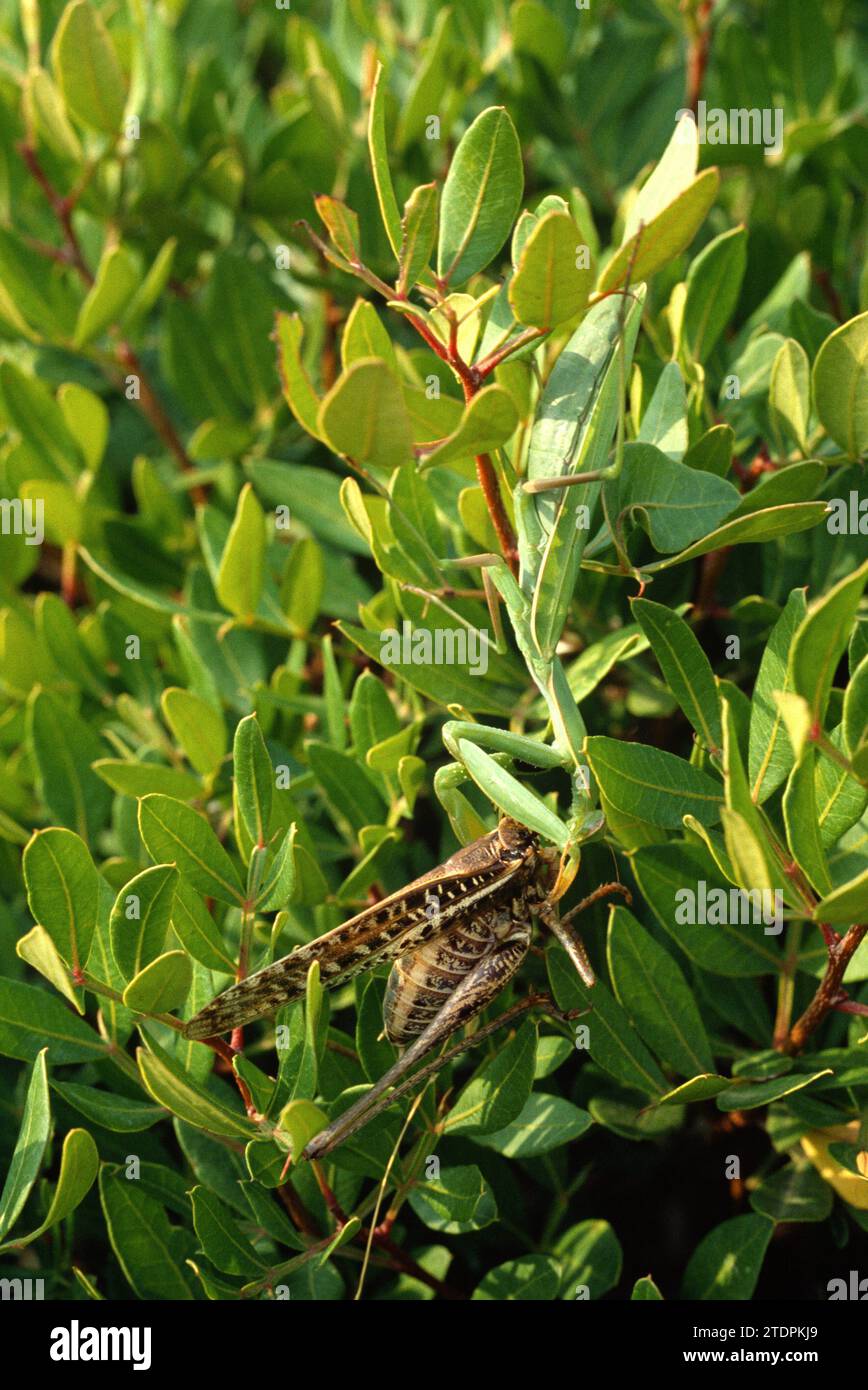 Praying mantis (Mantis religiosa) devouring a prey. This photo was ...