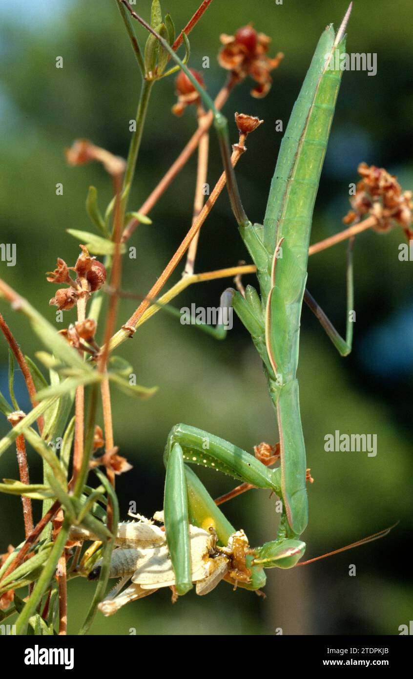 Praying mantis (Mantis religiosa) devouring a prey. This photo was ...