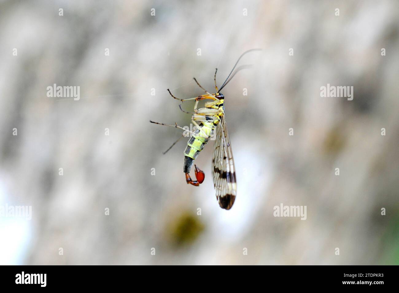 Scorpion-fly (Panorpa meridionalis) male. This photo was taken near ...