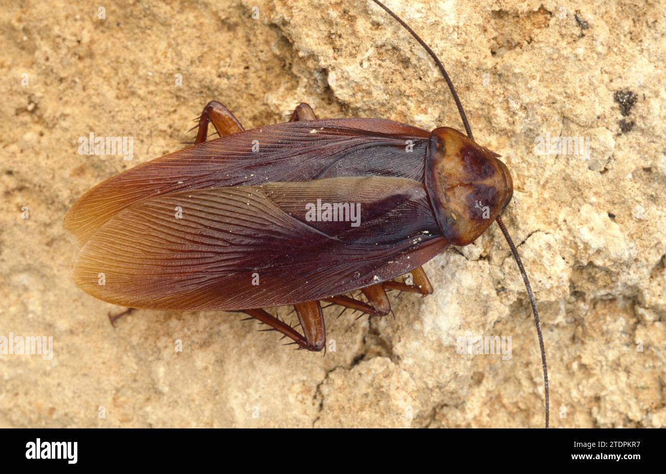 American cockroach (Periplaneta americana) is despite the name native ...
