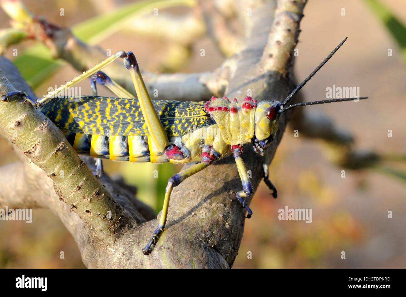 African grasshopper (Phymateus saxosus) on its nutritious plant desert ...
