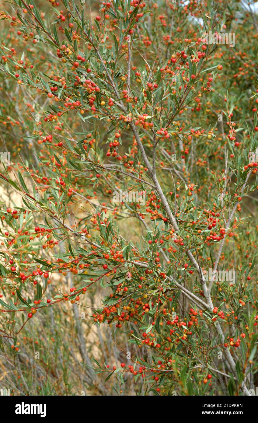 Euura viminalis hi-res stock photography and images - Alamy