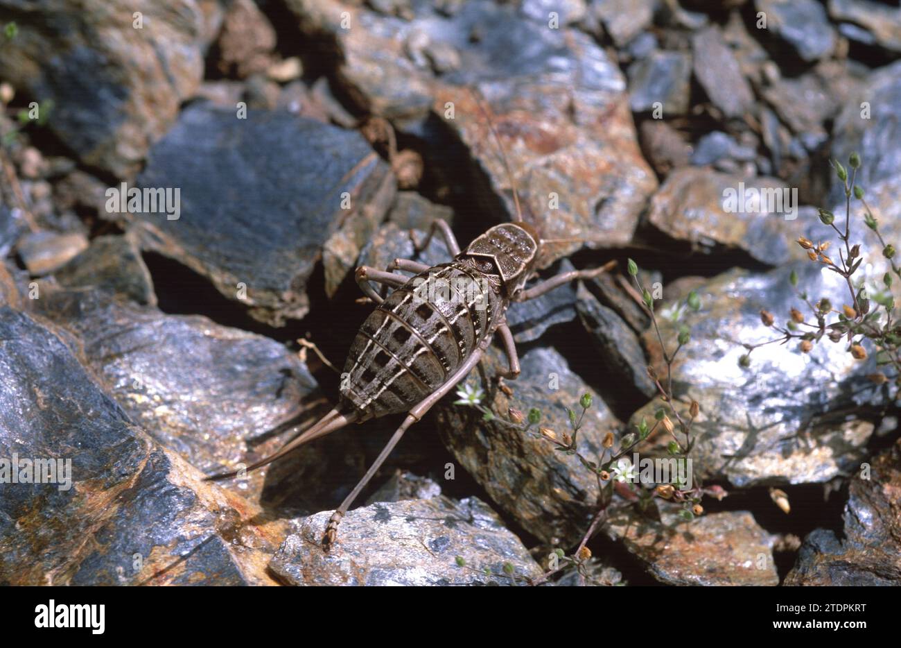 Grillo de matorral de Sierra Nevada (Pycnogaster inermis) is an insect ...