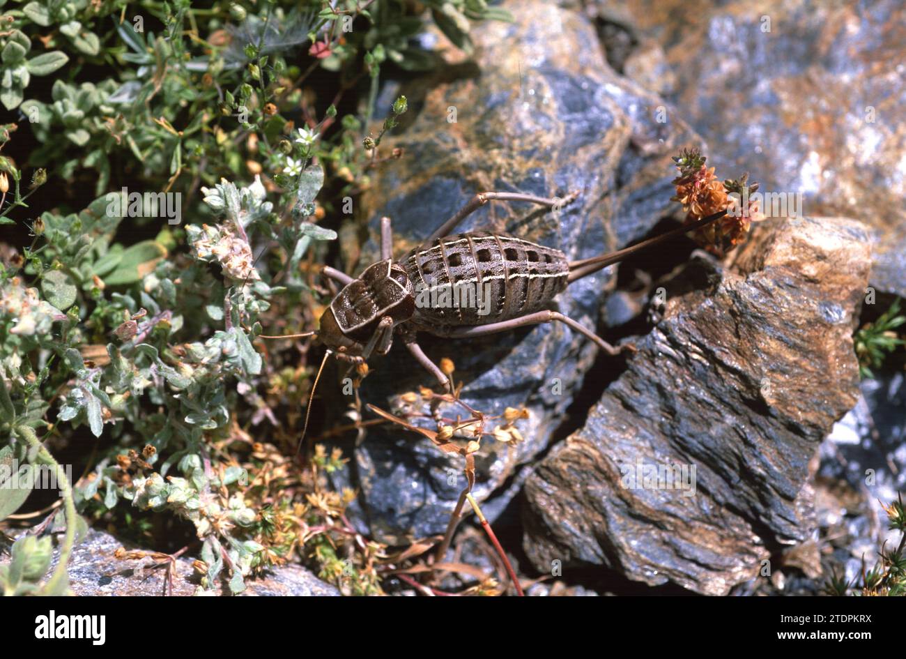 Grillo de matorral hi-res stock photography and images - Alamy