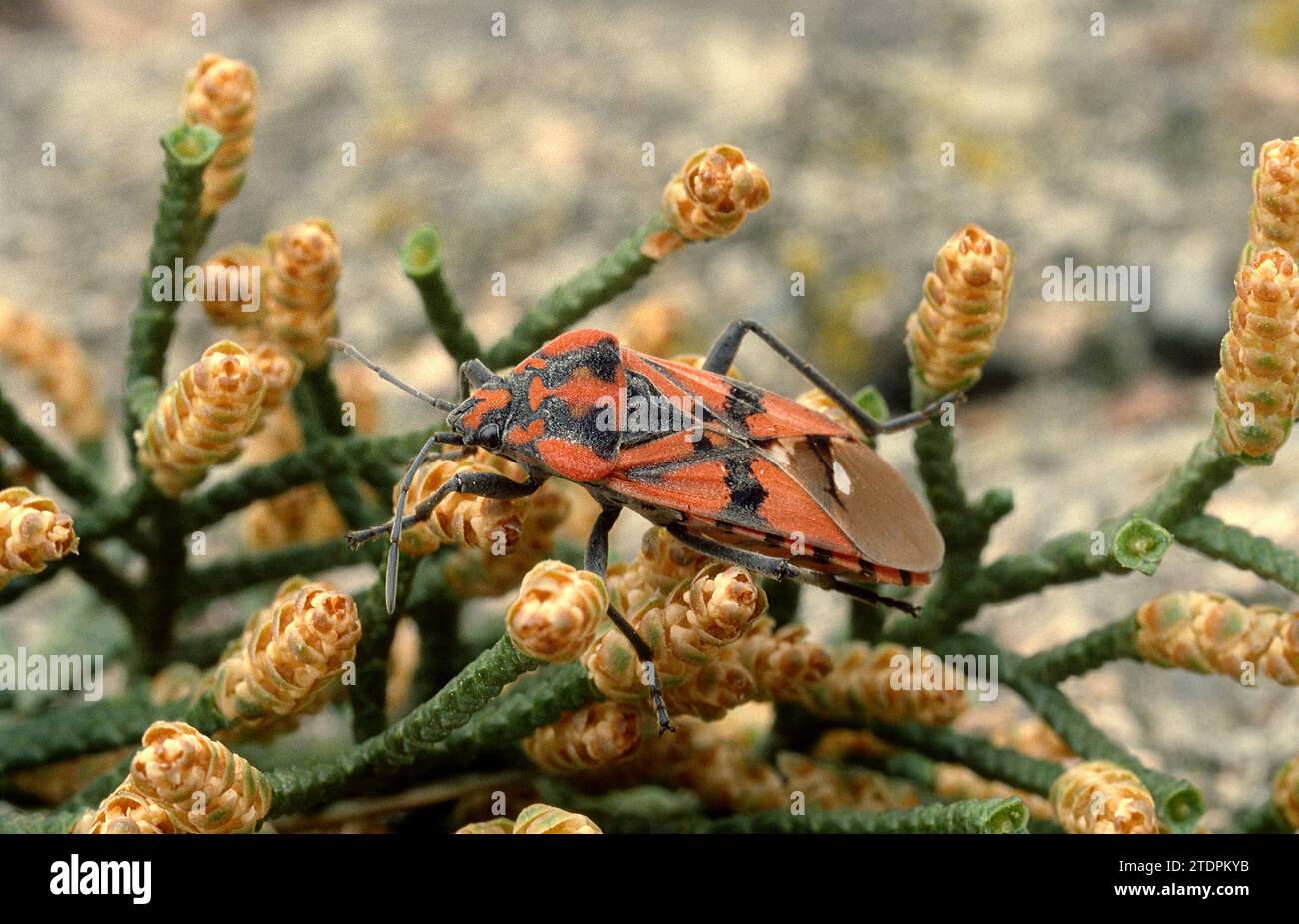 Pandur (Spilostethus pandurus) is an insect polyphagus native to Europe ...