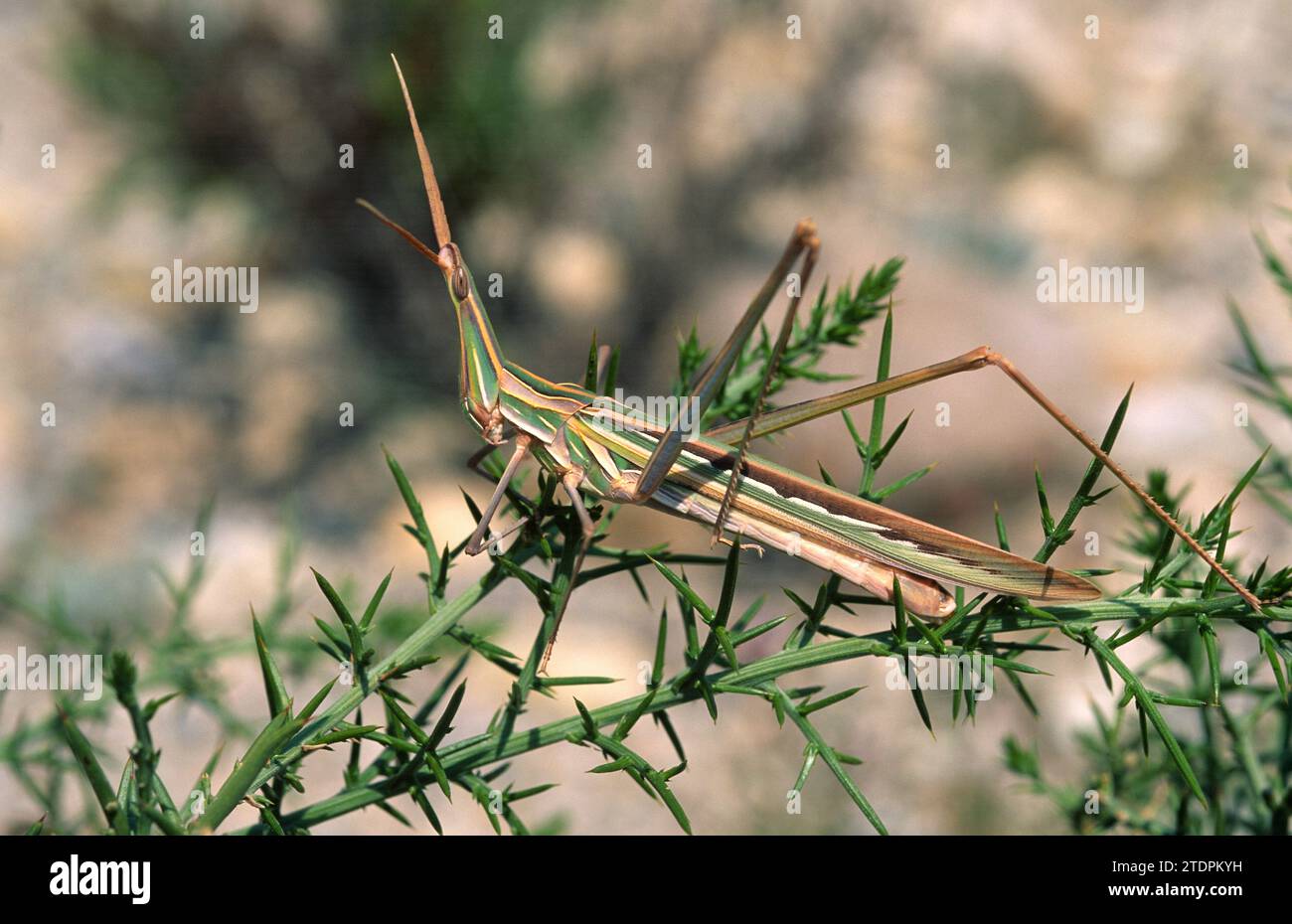 Saltamontes narigudo (Truxalis nasuta) is an insect native to Crete ...