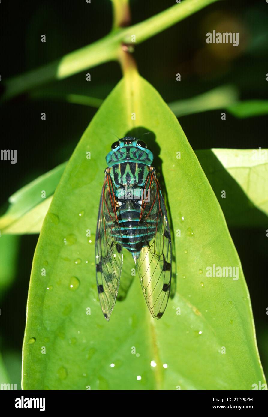 Emerald cicada (Zammara smaragdina) is a colorful cicada native to ...